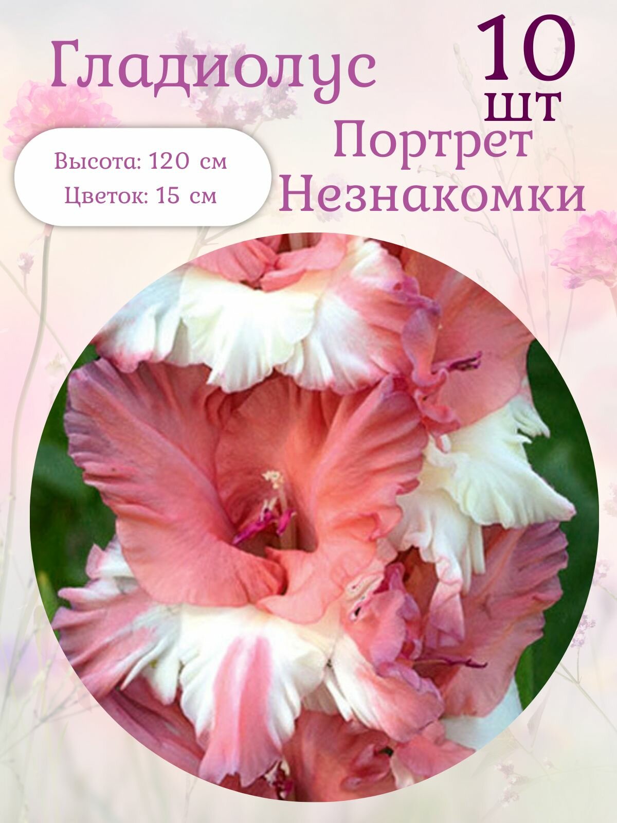 Гладиолус крупноцветковый, многолетние цветы, луковицы 10 шт.