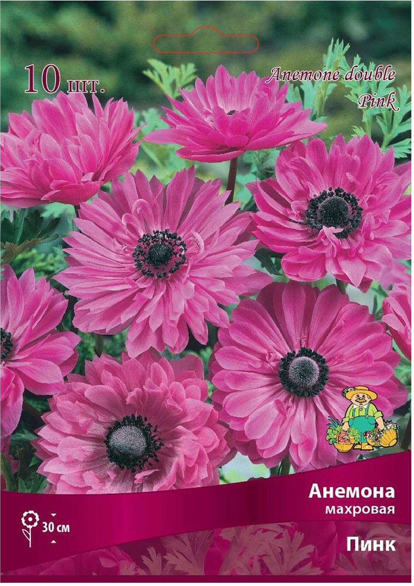 Луковицы анемоны "поиск Пинк", многолетние, розовые, 10 штук