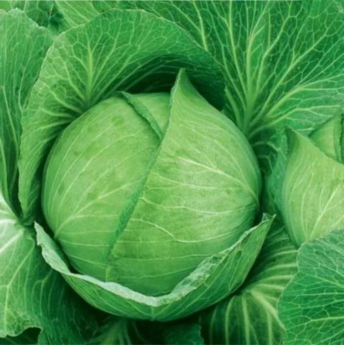 Коллекционные семена капусты б/к Русиновка