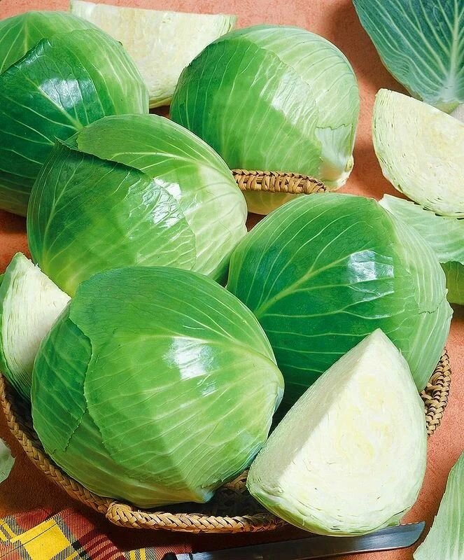 Коллекционные семена капусты б/к F1 Пандион