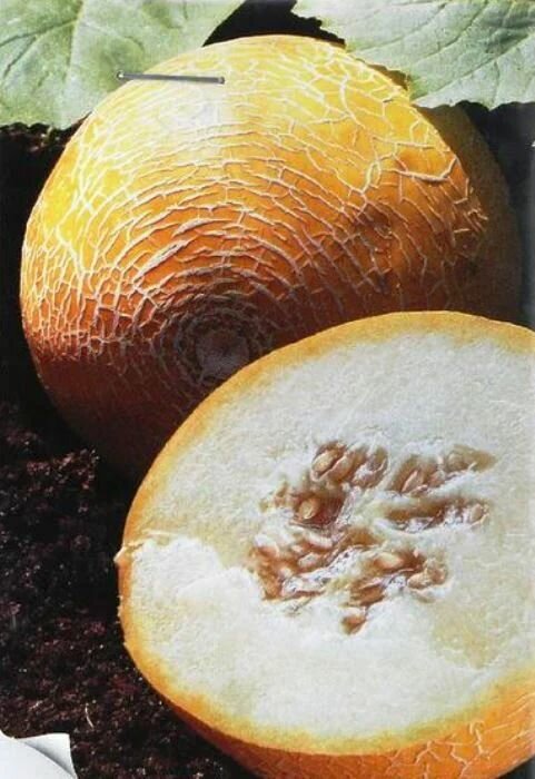 Коллекционные семена дыни Герда F1