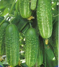 Коллекционные семена огурца Чародей F1