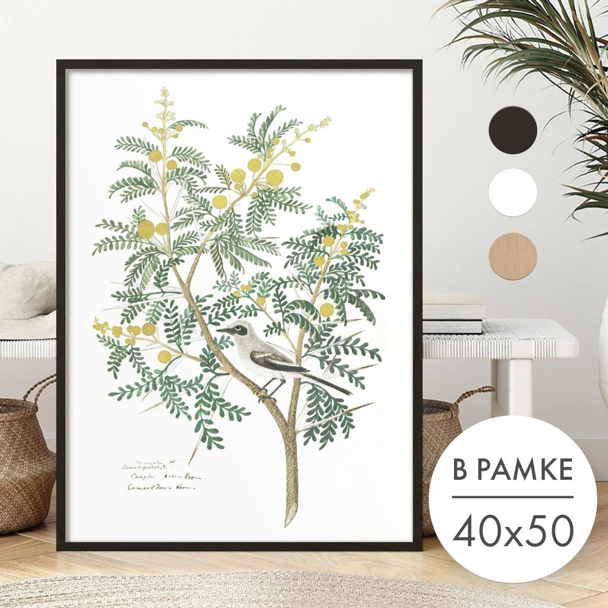 Постер 40х50 В рамке "Птица на ветке акации" для интерьера