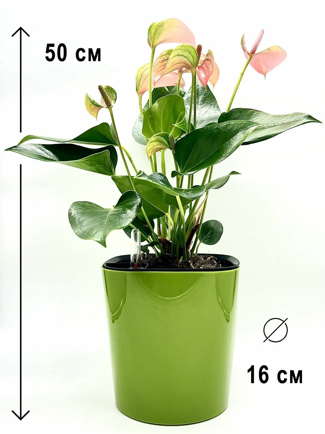 Антуриум Джоли персиковый в зеленом пластиковом кашпо с автополивом, высота композиции 40-50см