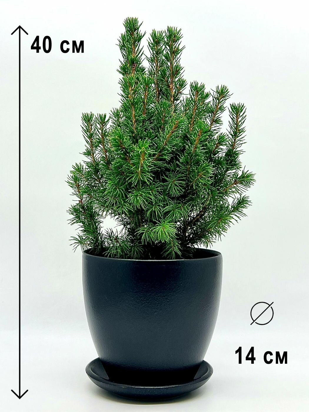 Ель живая Коника в керамическом горшке черный антрацит с поддоном, высота композиции 30-35см