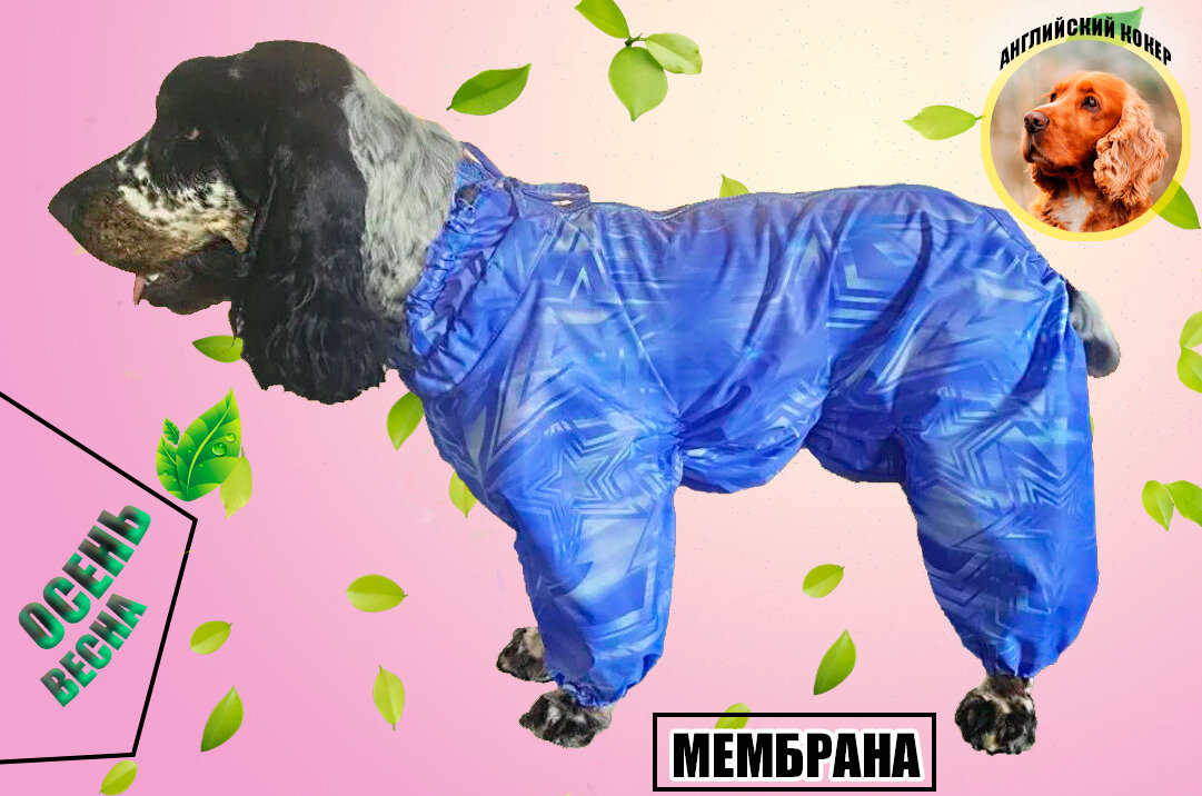 Дождевик-комбинезон для английского кокер-спаниеля суки, мембрана, цвет Звёзды
