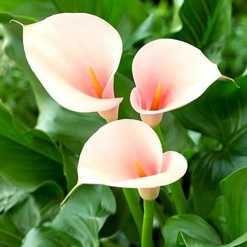 Калла фламинго 1шт