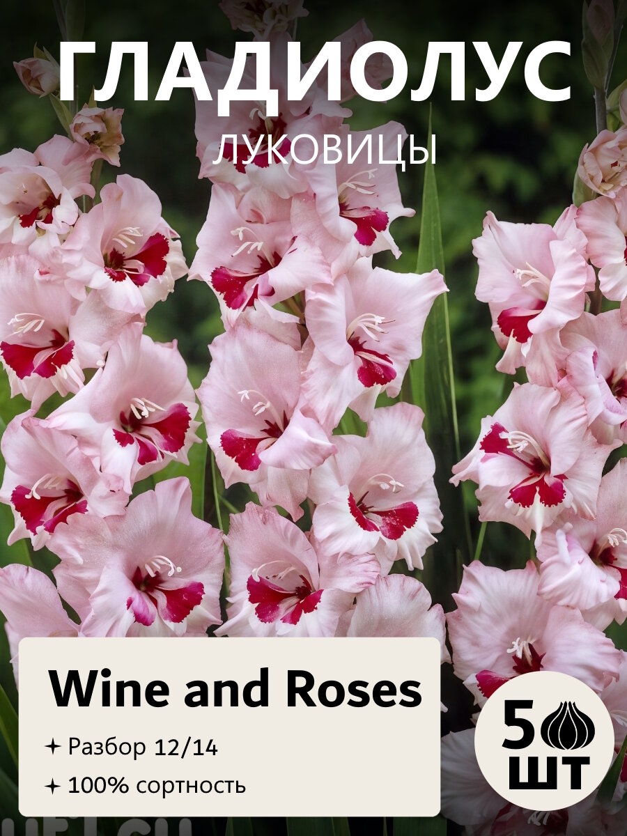 Гладиолусы луковицы крупноцветковые Вайн энд Роузес, 5 шт