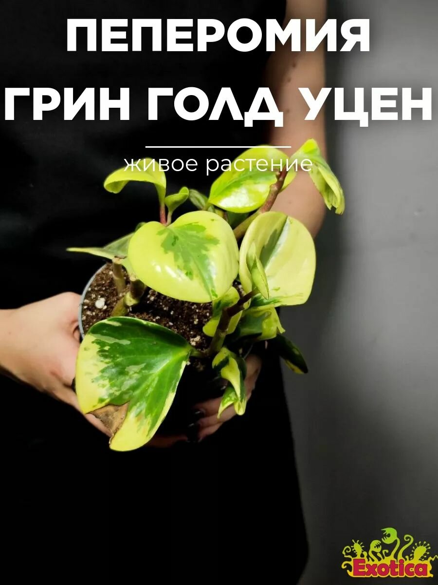 Пеперомия Грин Голд (Peperomia Obtusifolia Green Gold) D11см, растение в горшке