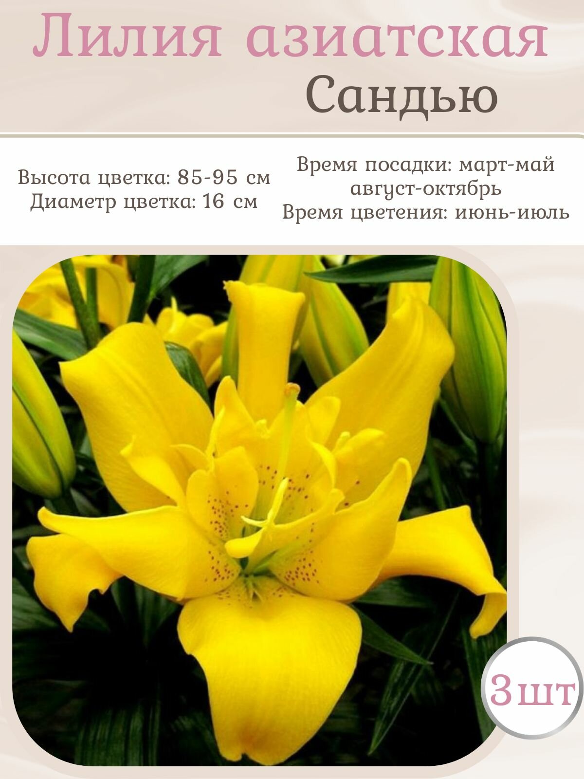 Лилия Азиатская, многолетние цветы, луковицы 3 шт