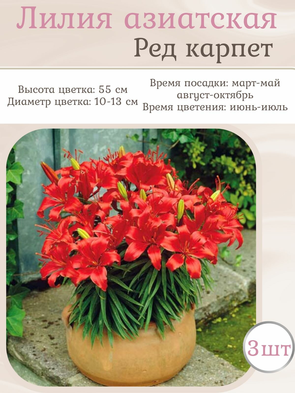Лилия Азиатская, многолетние цветы, луковицы 3 шт
