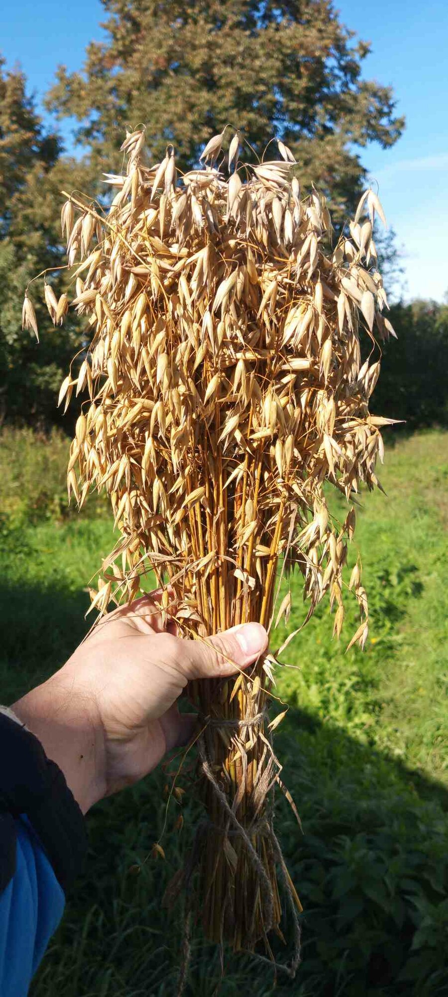 Сухоцвет Овес