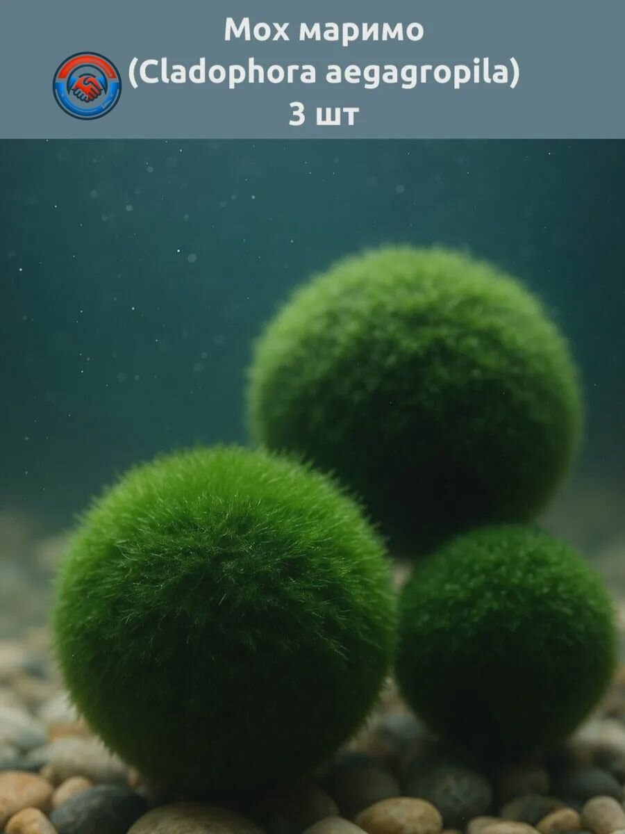 Живой мох маримо шар для аквариума, кладофора шаровидная Aegagropila linnaei, зелёная декорация для террариума и домашнего водоёма, неприхотливая водоросль-фильтр