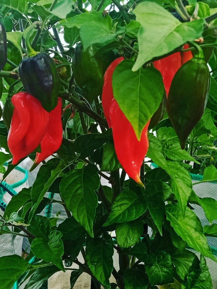 Острый перец Хабанеро майя красный семена 5 штук