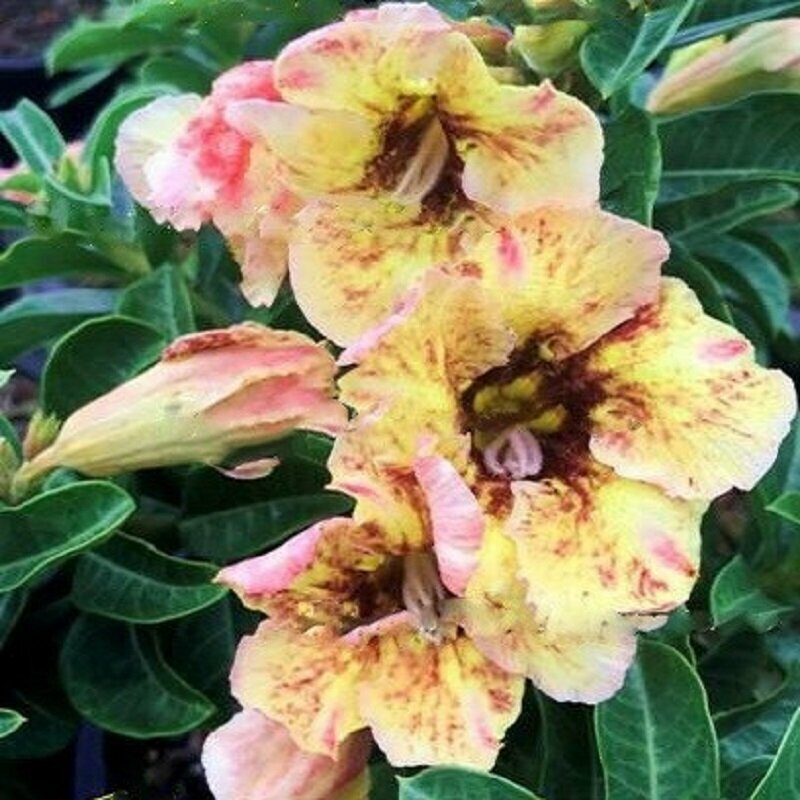 Адениум, Adenium Obesum Desert Rose Yellow Tiger, Желтый тигр, семена