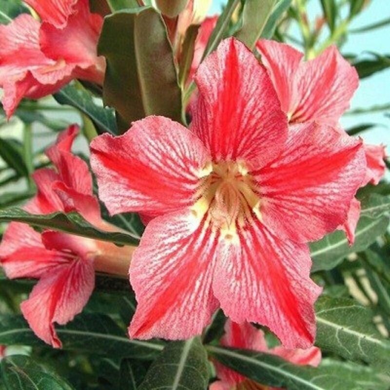 Адениум, Adenium Obesum Desert Rose Star of Happiness, Звезда счастья, семена
