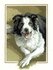Колли (Collie) 418-JSBD
