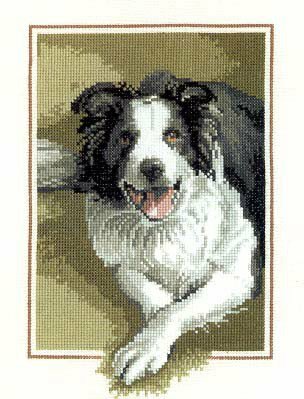 Колли (Collie) 418-JSBD