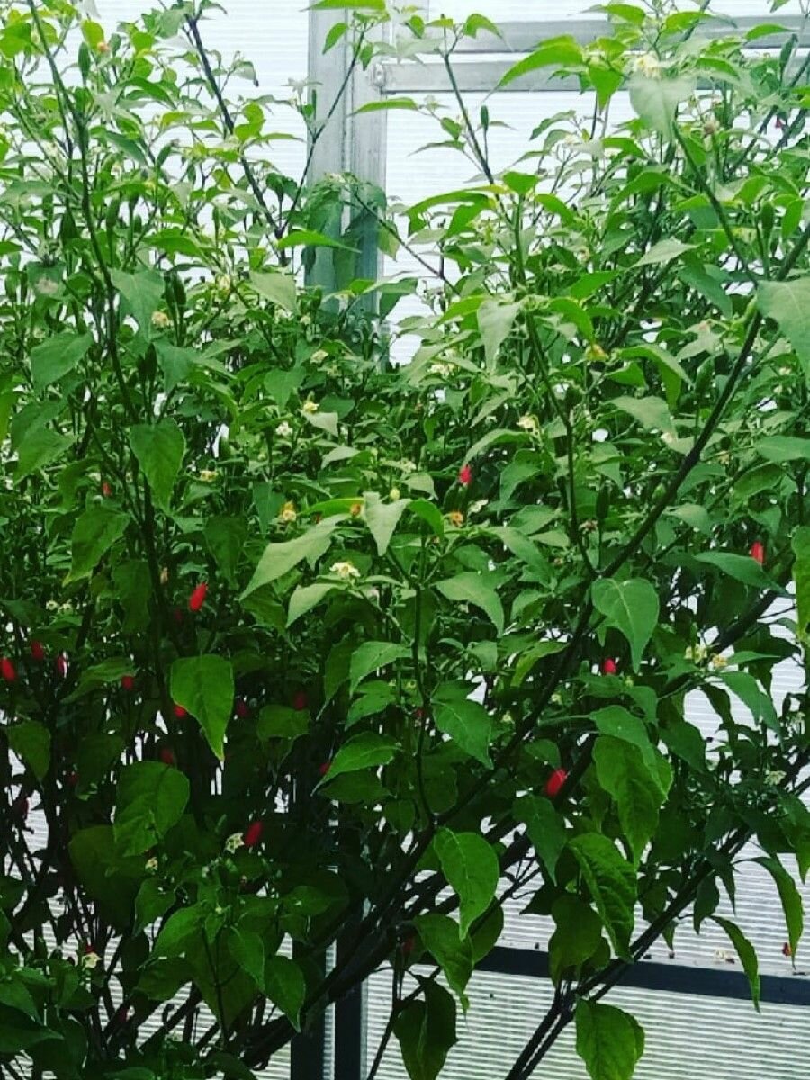 Семена Острый перец Mini mini from Brazil, 5 штук