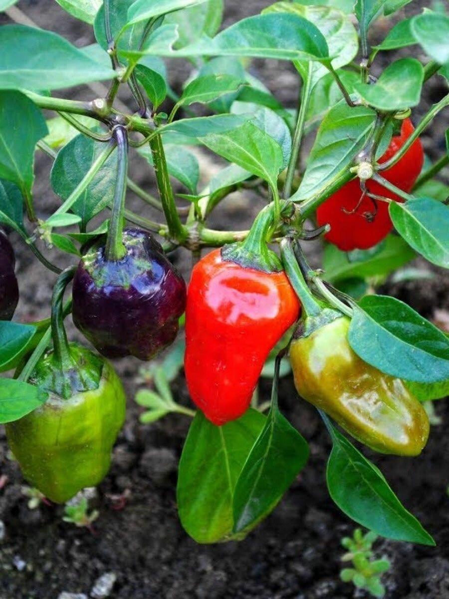 Острый перец Black scorpion tongue семена 5 штук