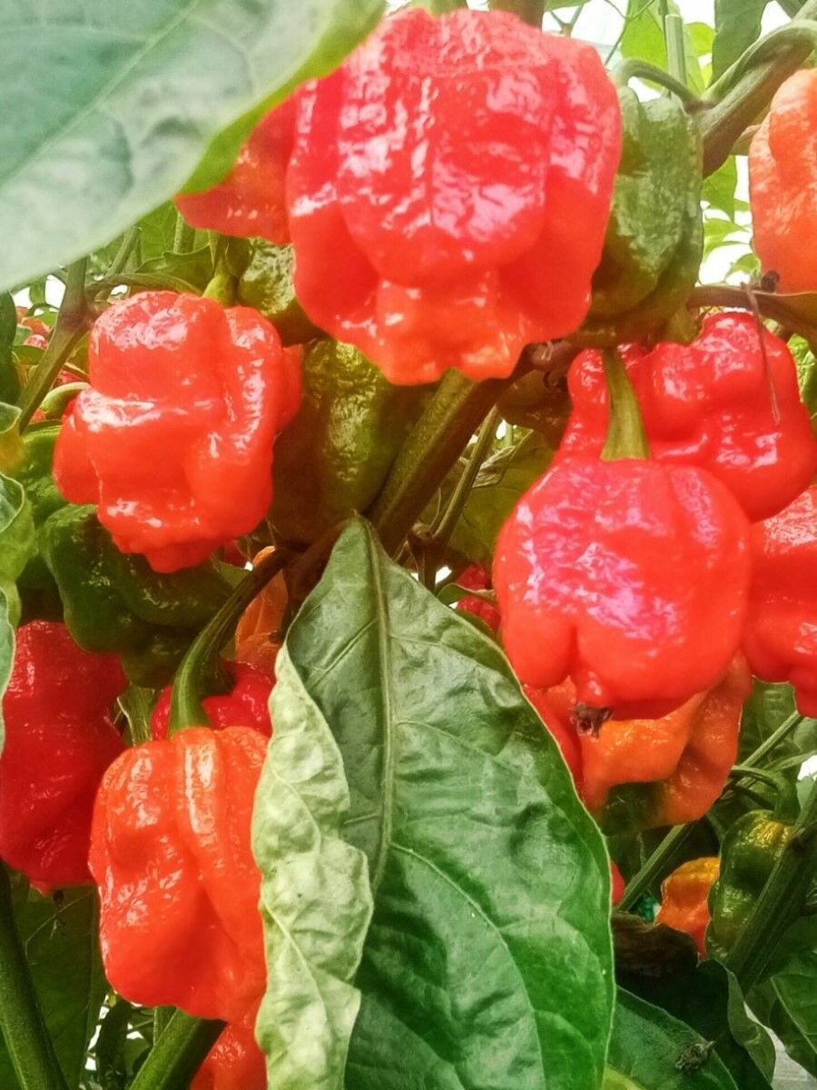Семена Острый перец 7 pot Congo giant red, 5 штук