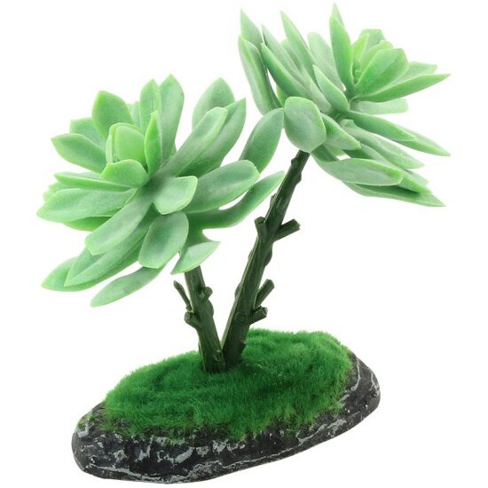 Растение Repti-zoo 15010REP "Граптоверия", 15 см