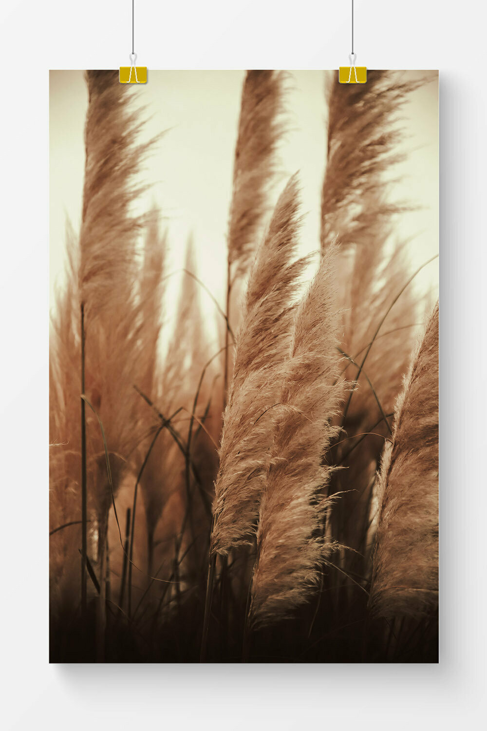 Постер для интерьера Postermarkt Сухие колосья, 40х50 см