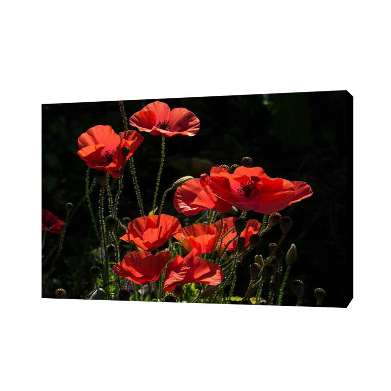 Картина на холсте Маки 50х70 см