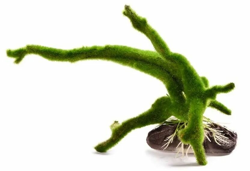 Fauna International Декорация для аквариума Коряга зеленая, 21 см х 11 см х 12 см