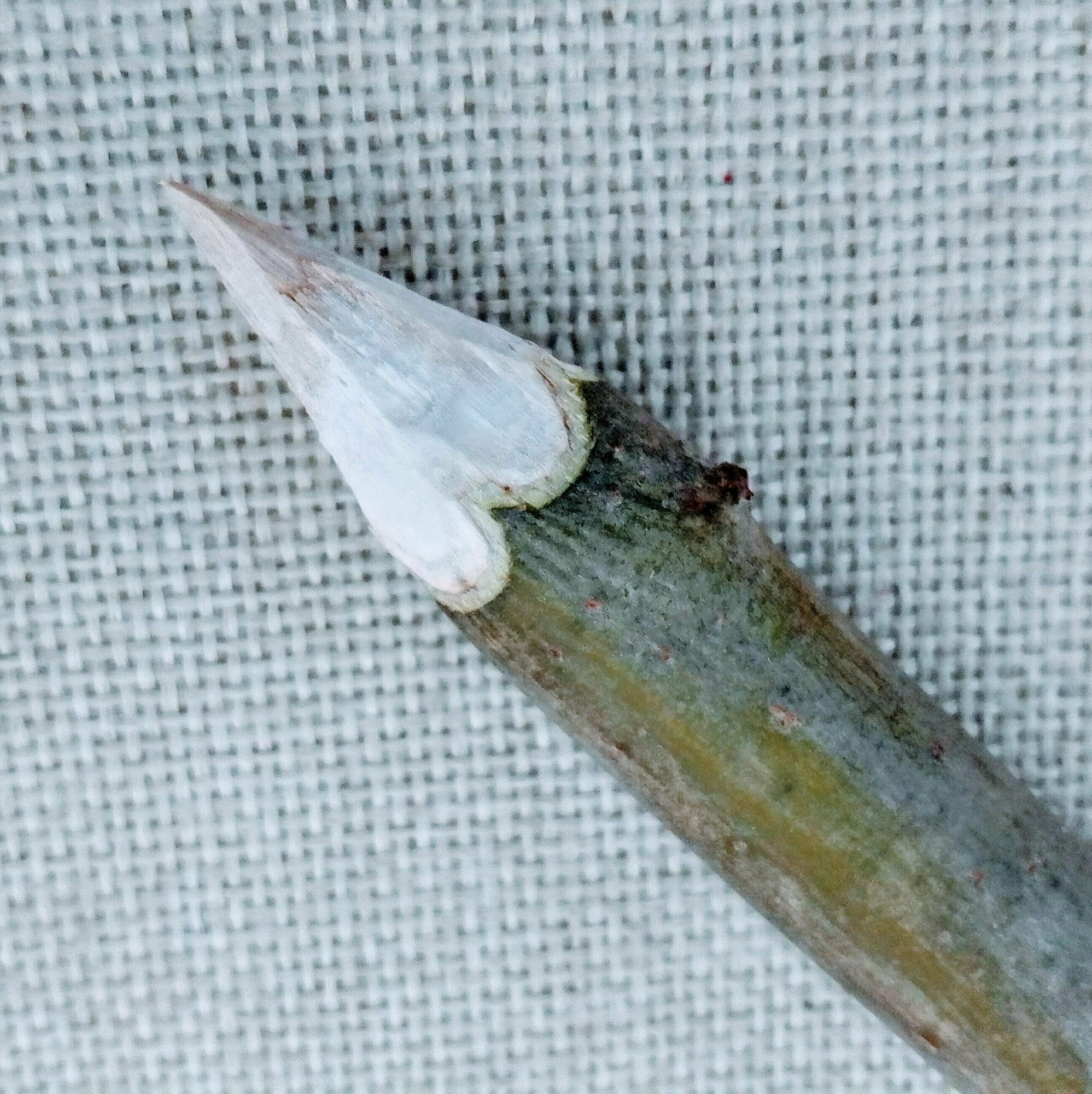 Осиновый кол большой 28см Мощный оберег от порчи, зависти и зла