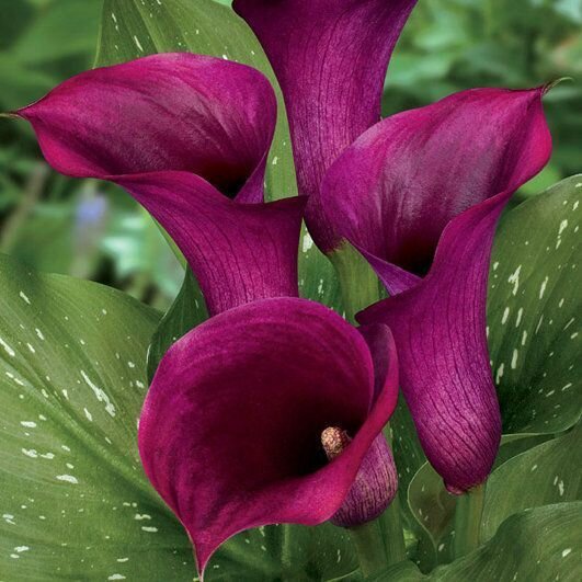 Калла Пурпл Сенсейшн 1шт