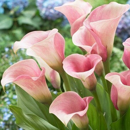 Калла Капитан Розетт 1шт