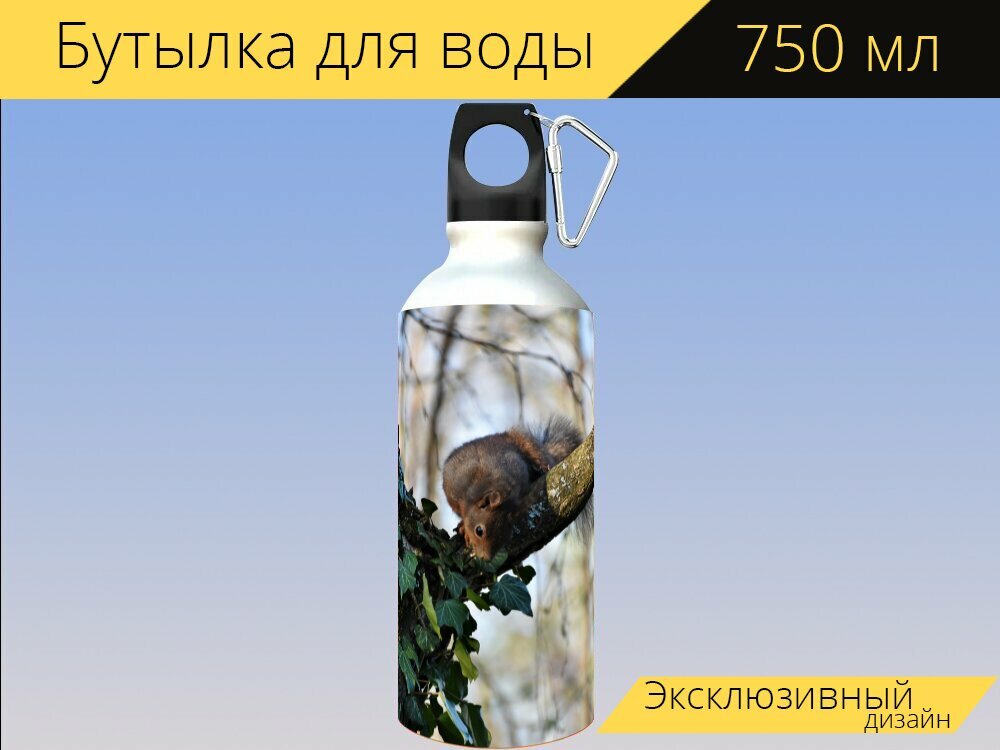 Бутылка фляга для воды "Белка, дубовый котенок, грызун" 750 мл. с карабином и принтом