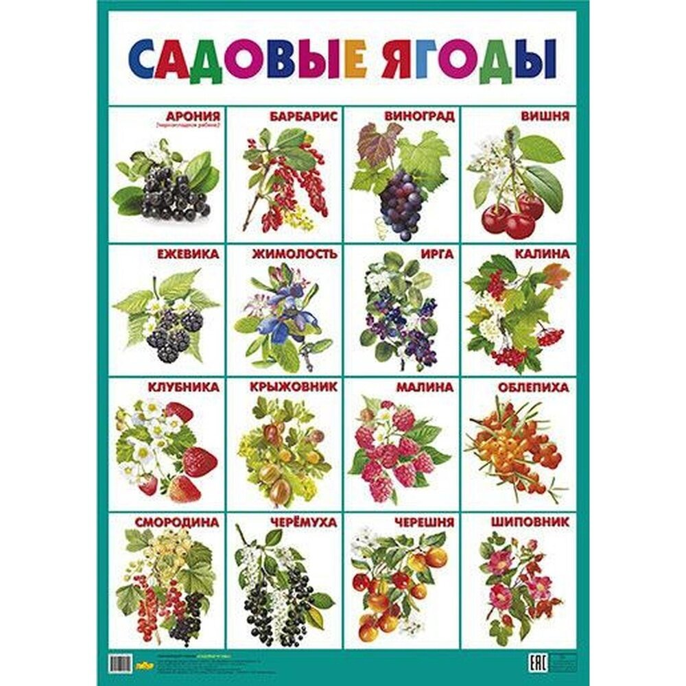 Обучающий плакат Литур Садовые ягоды. 57х55 см
