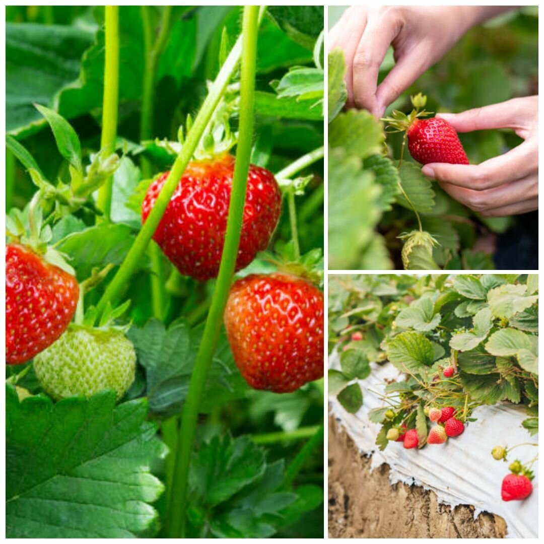 Комплект саженцев земляники Все начиается с мечты 3 шт