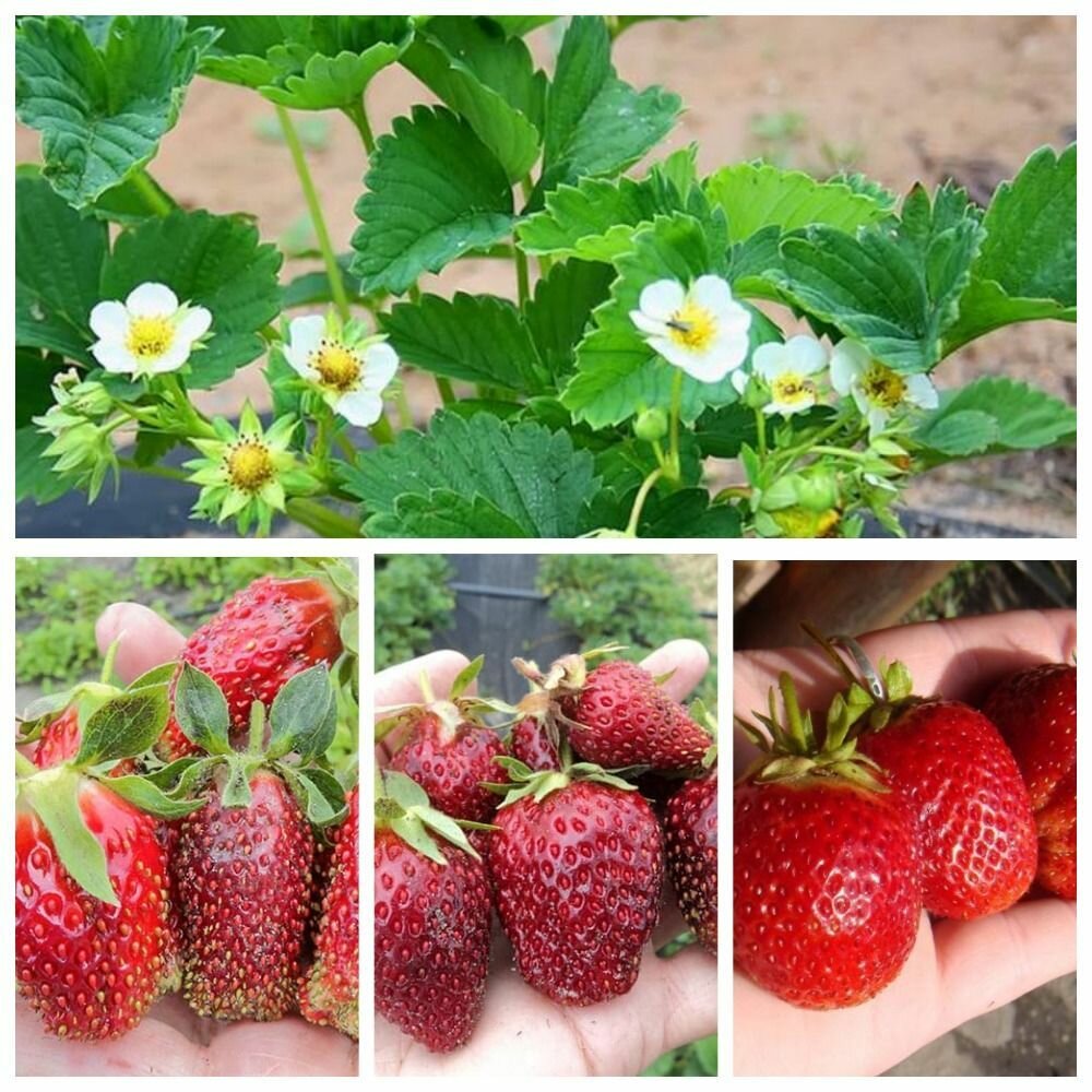Комплект саженцев земляники Вкусняшки для милашки;15 шт