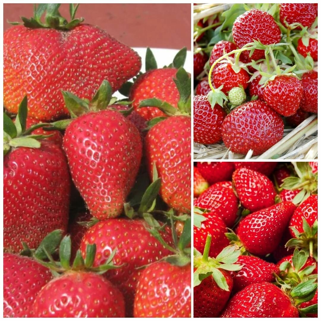 Комплект саженцев земляники Парфюмер 3 шт