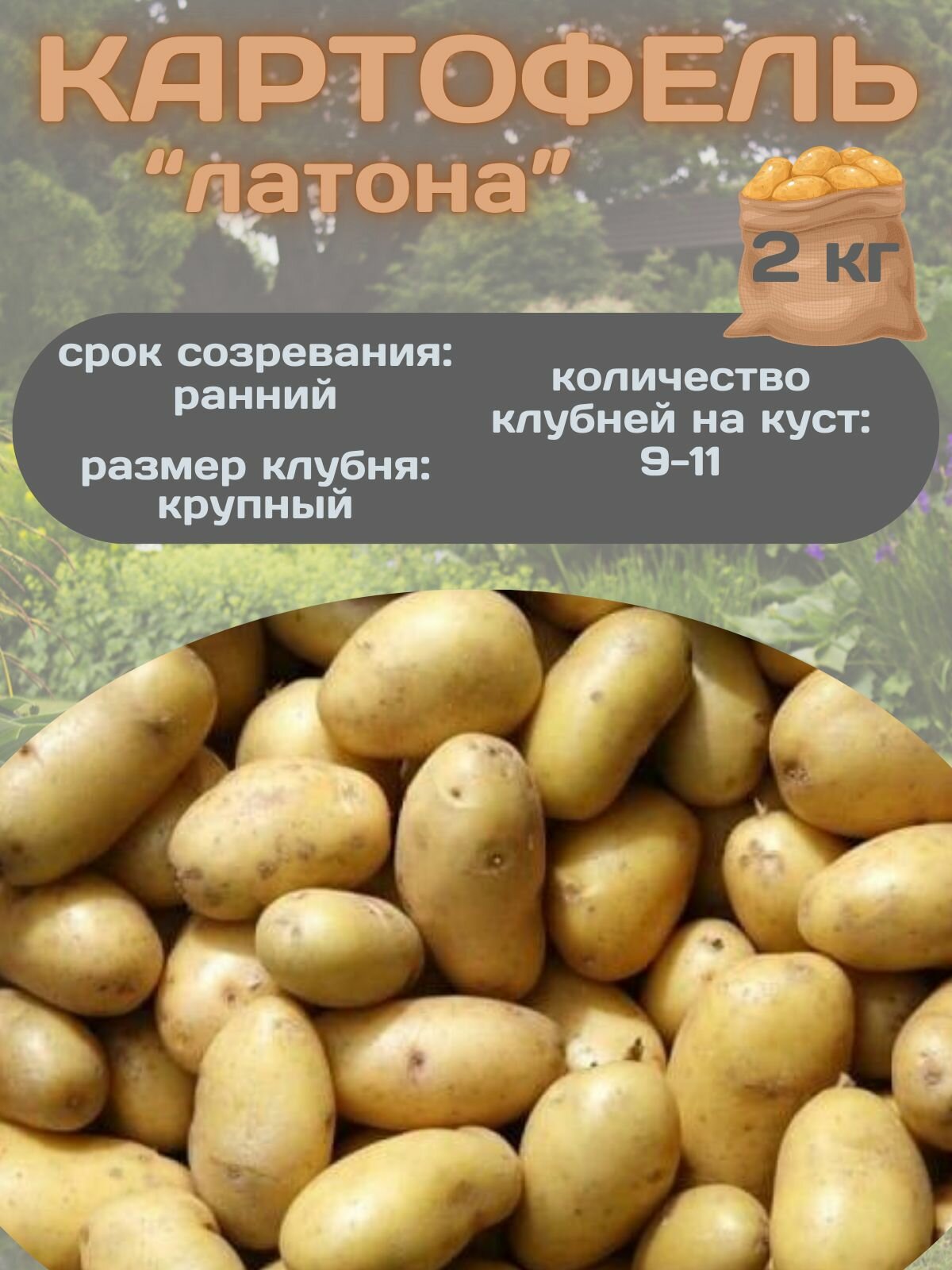 Картофель семенной Латона 2 кг, на посадку