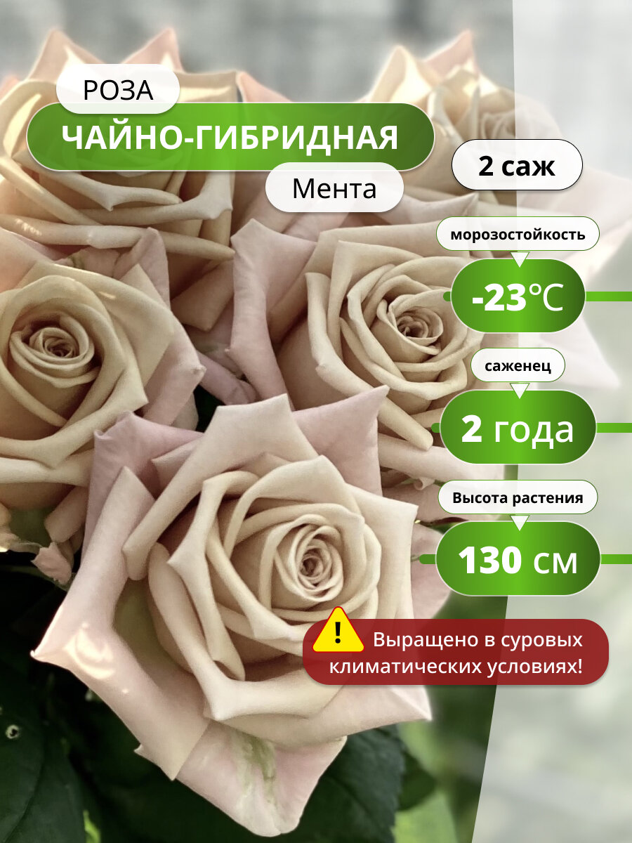 Роза чайно-гибридная Мента (Menta) / 2 шт, роз, ароматные, многолетние