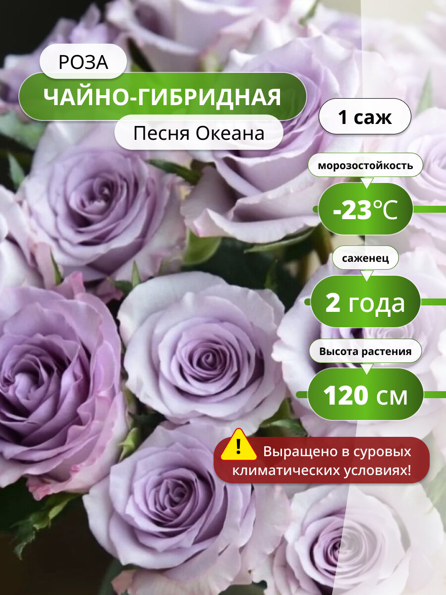 Роза чайно-гибридная Песня Океана (Ocean song) / 1 шт, розы морозостойкие