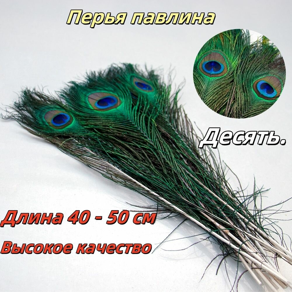 Перья павлина для декора и рукоделия, яркие переливчатые перья 50-70 см, набор 10 шт для интерьера, свадьбы, творческих проектов