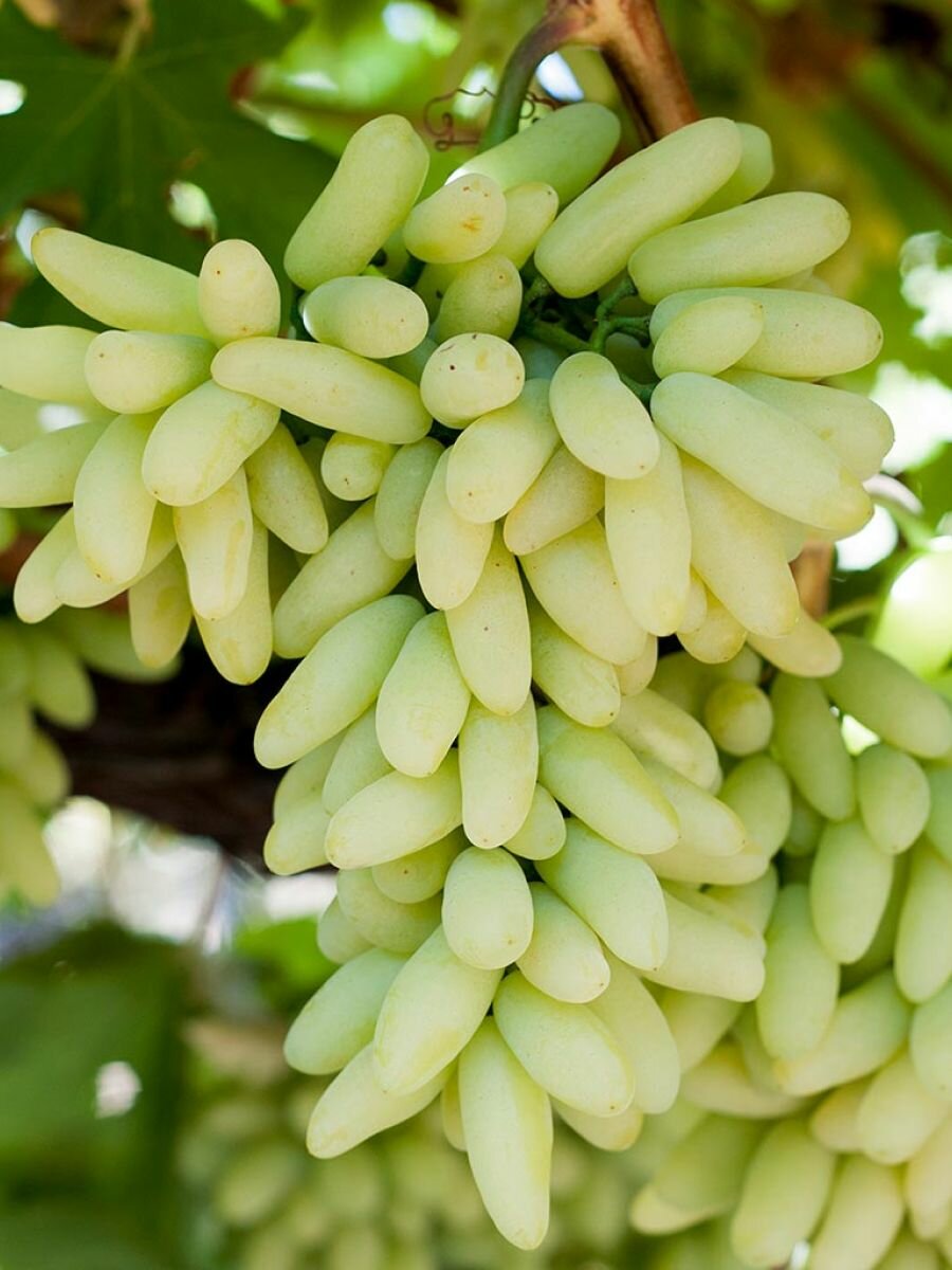 Виноград Азия, высокоурожайность, среднеспелость, 40 см, 1 штуки