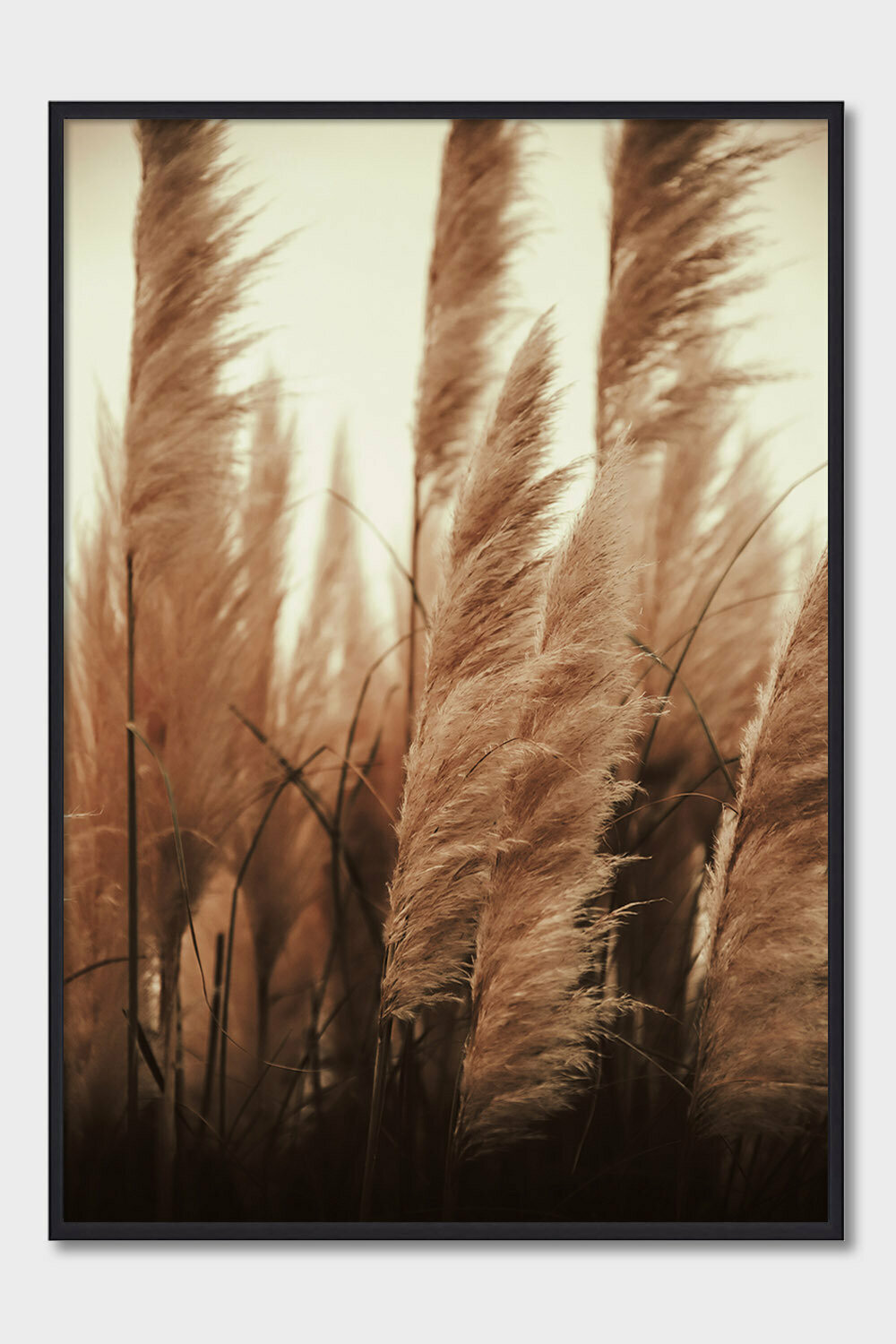 Постер для интерьера Postermarkt Сухие колосья, 50х70 см в черной рамке