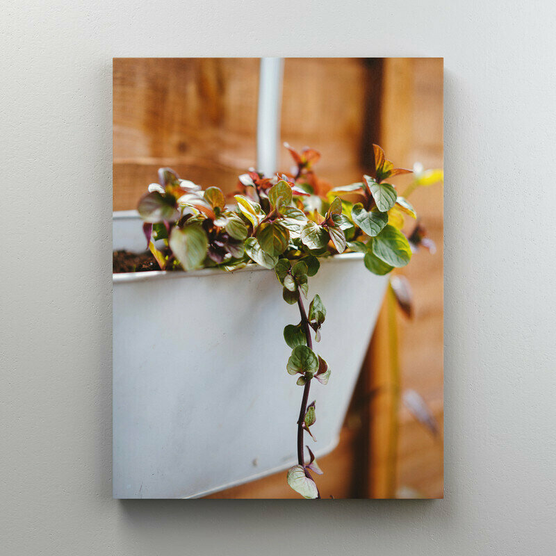 Интерьерная картина на холсте "Растение в кашпо - в скандинавском стиле" размер 45x60 см