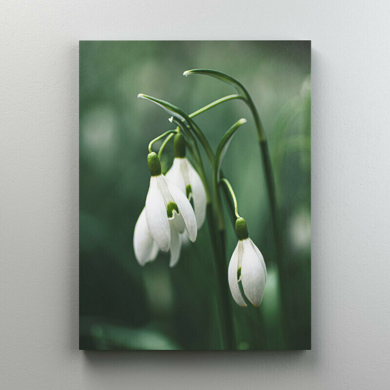 Интерьерная картина на холсте "Цветы - Белые подснежники весной" размер 30x40 см