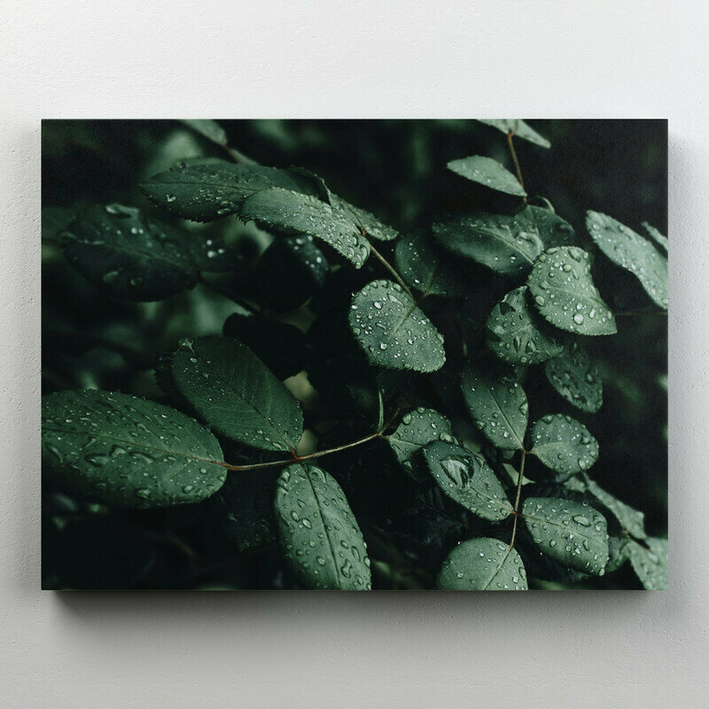 Интерьерная картина на холсте "Ветвь с зелеными листьями после дождя" размер 30x22 см