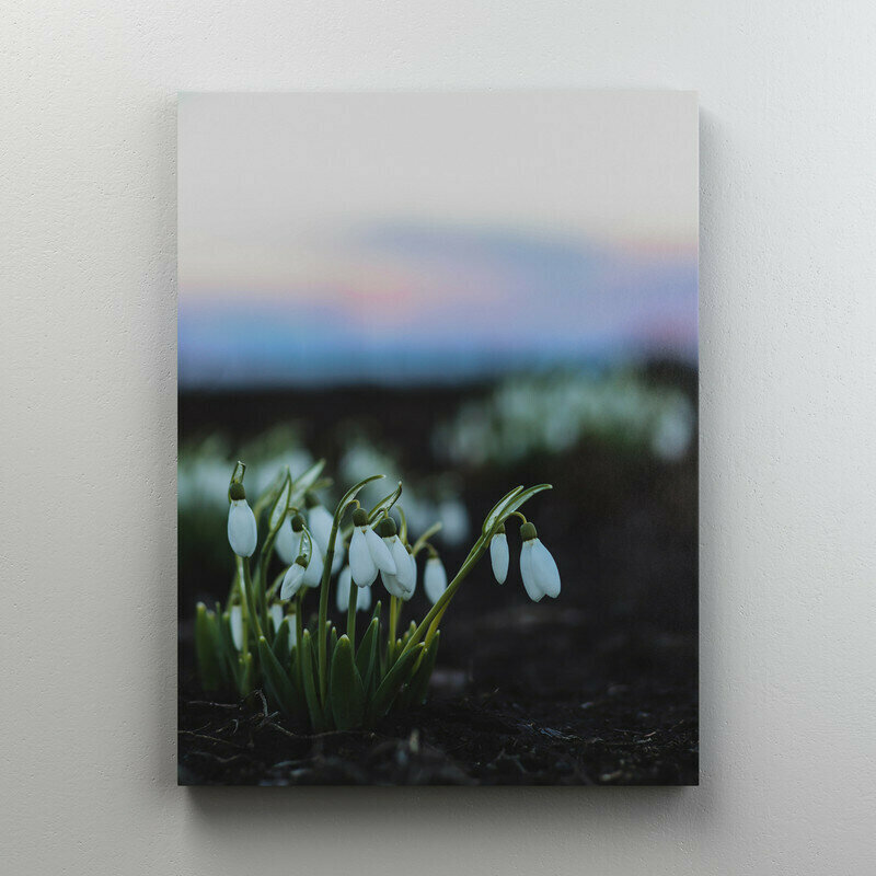 Интерьерная картина на холсте "Полевые белые подснежники" размер 30x40 см