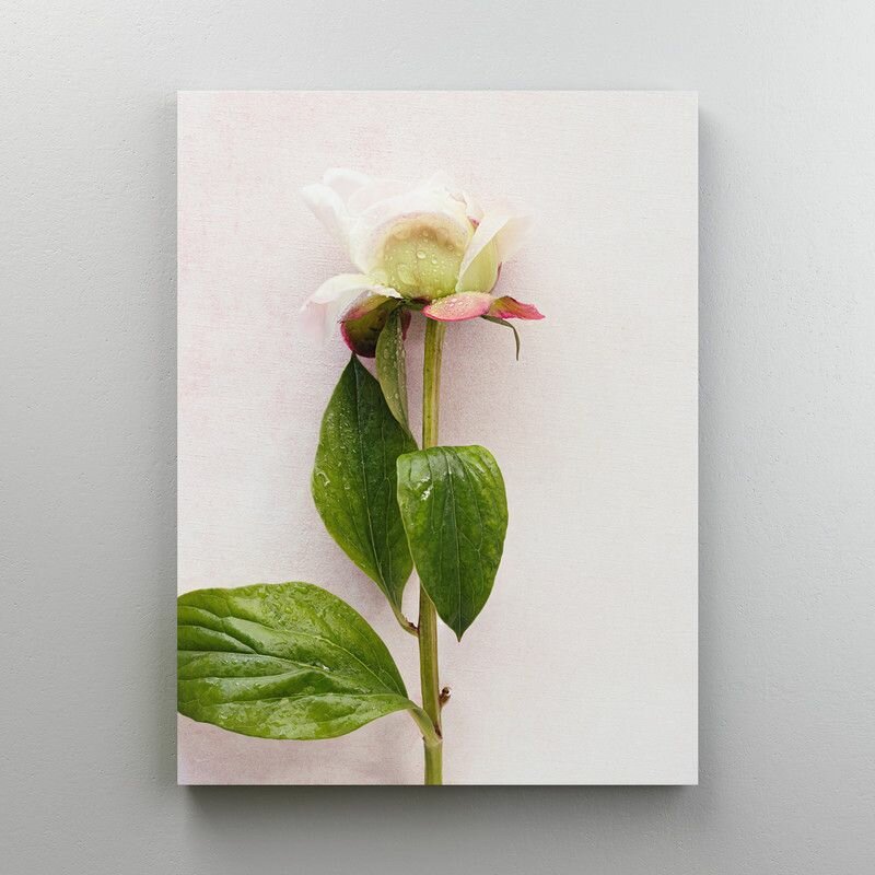 Интерьерная картина на холсте "Белый пион в каплях - макросъемка" размер 22x30 см