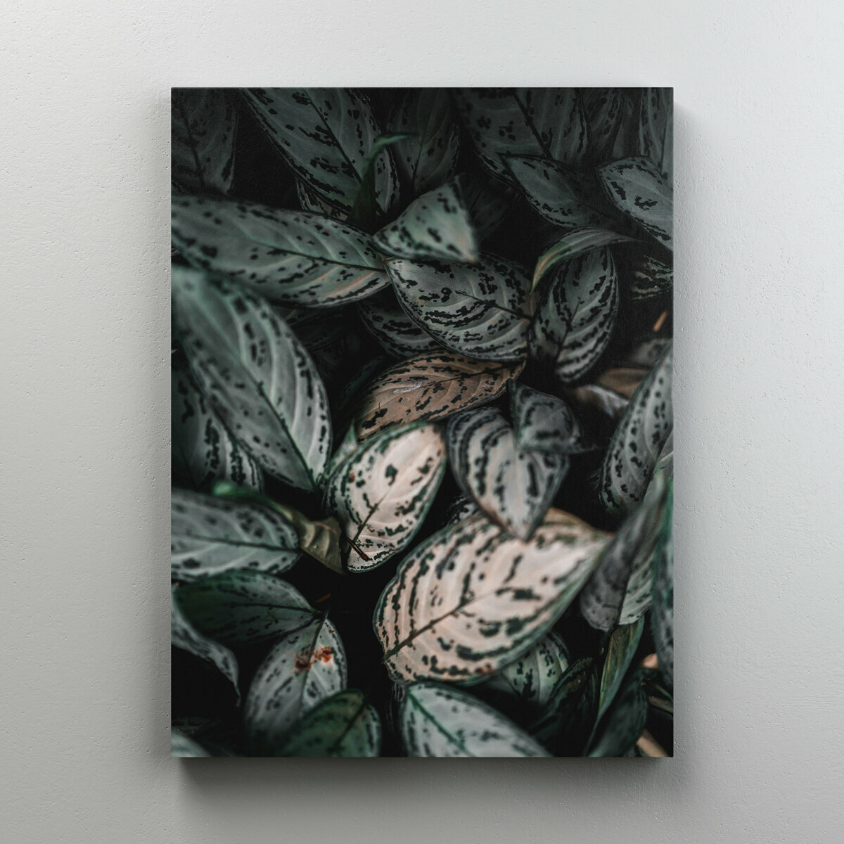 Интерьерная картина на холсте "Растение Аглонема" цветы, размер 30x40 см