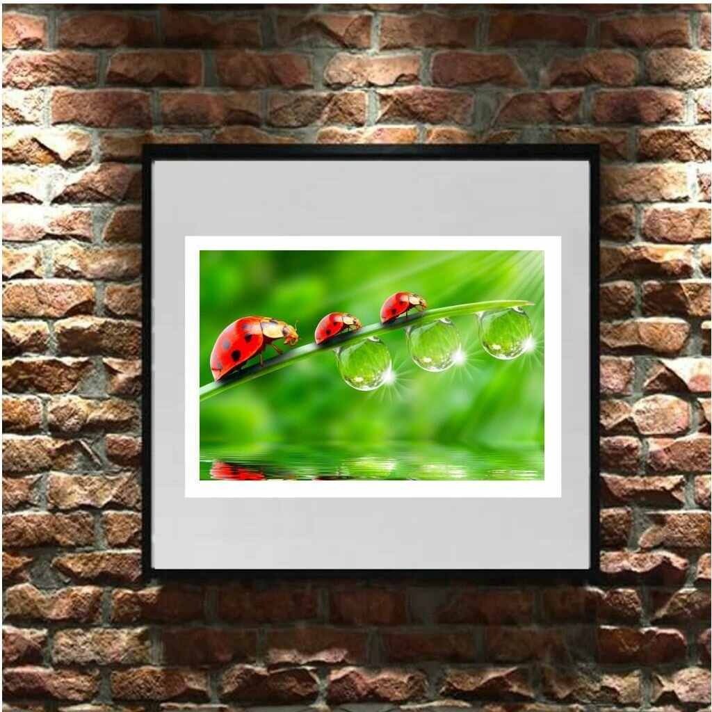 Плакат "Три божьи коровки и три капельки на травинке" Cool Eshe из коллекции "Природа", плакат А4